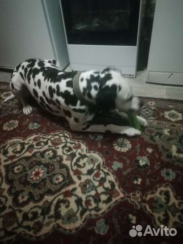 Отдам Долматинца