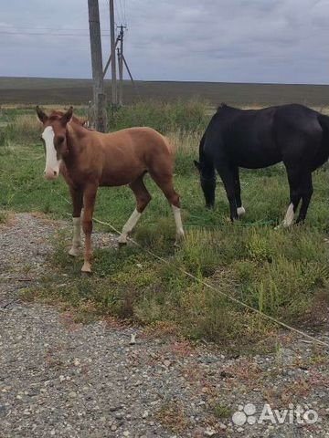 Лошадь, жеребчик