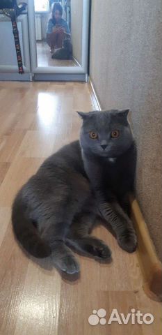 Кошка веслаухая