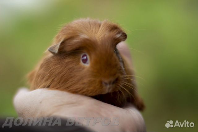 Морская свинка американский крестед мальчик