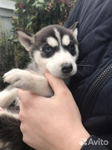 Сибирский хаски