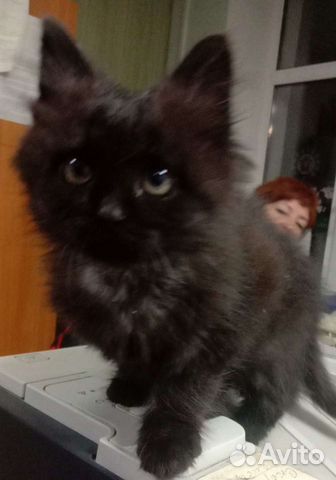 Котенок девочка