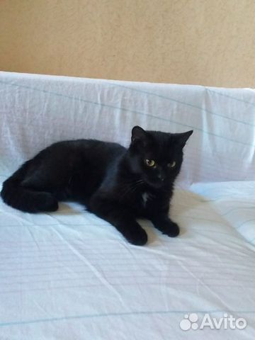 Бомбейская кошка (метис)