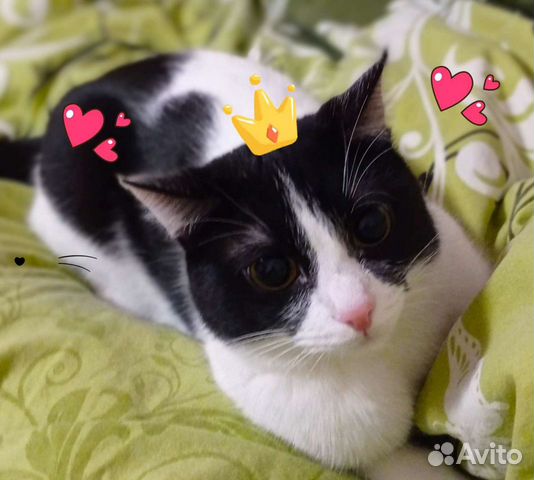 Отдам кота в добрые руки
