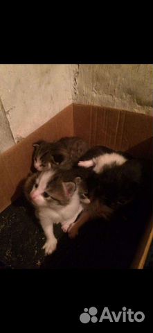 Котята в добрые руки чуть меньше месяца