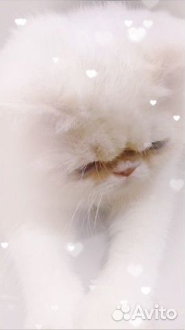 Плюшевый экзотик