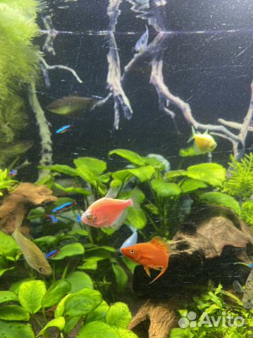 Тернеции, скалярия, месеносцы