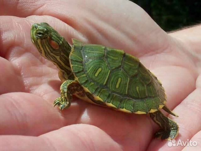 Черепашка в добрые руки бесплатно