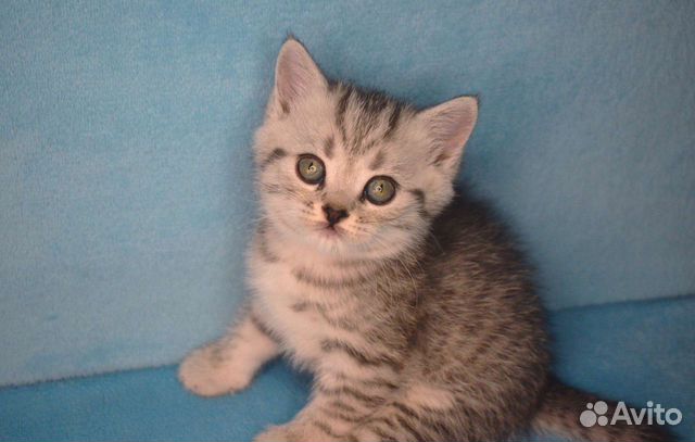 Шотландский котёнок мальчик