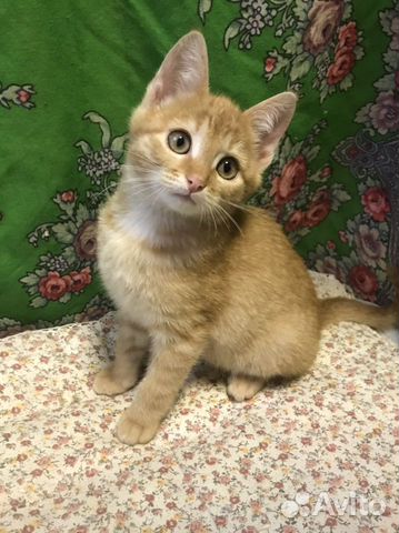 Котёнок рыжий (7 недель)