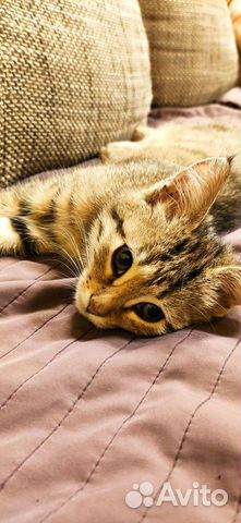 Котенок девочка 3-4 месяца отдам в добрые руки