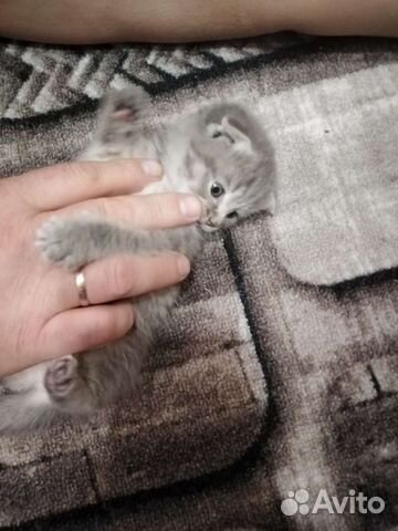 Шотландский вилоухий котенок