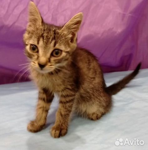 Котятки- полосатики, пятнашки