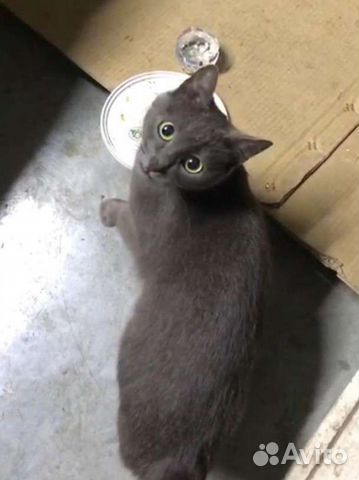 Русская голубая кошечка в добрые руки