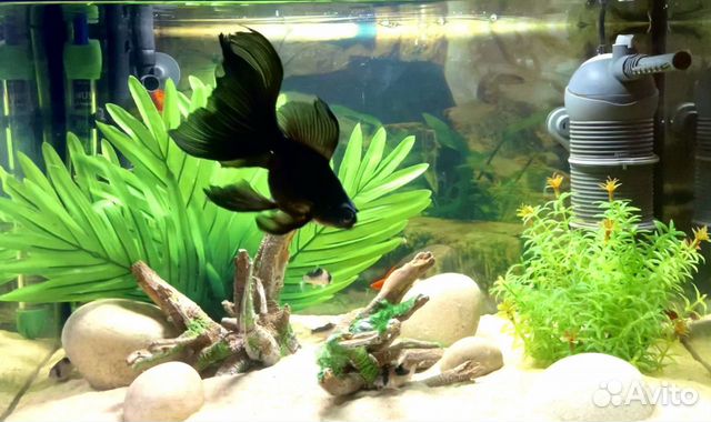 Рыбка телескоп