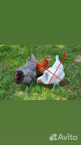 Куры несучки