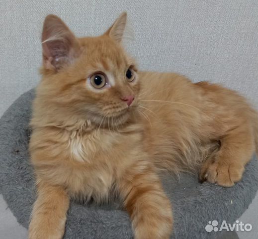 Рыжик из приюта, 3 мес. Привезу