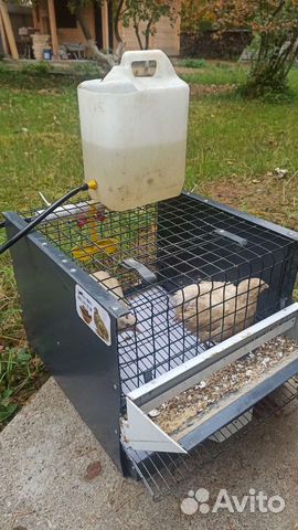 Продам перепелов