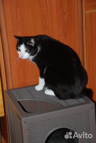 Люси в заботливые руки