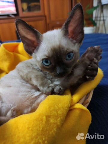 Котята девон-рекс