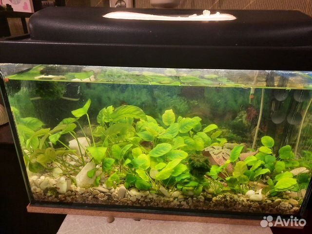 Аквариум с рыбками б/у