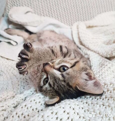 Отдам Котенка