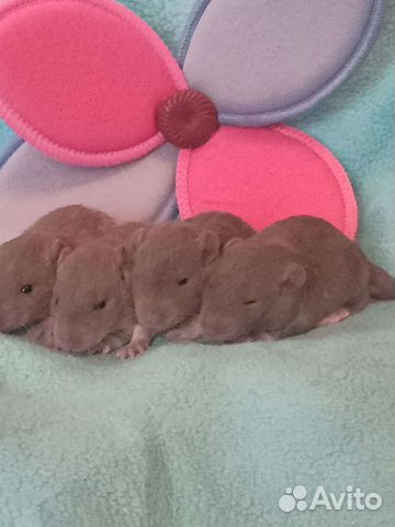 Большой выбор грызунов (питомник)