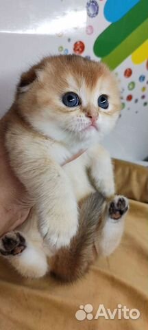 Золотая шиншилла.кошечка