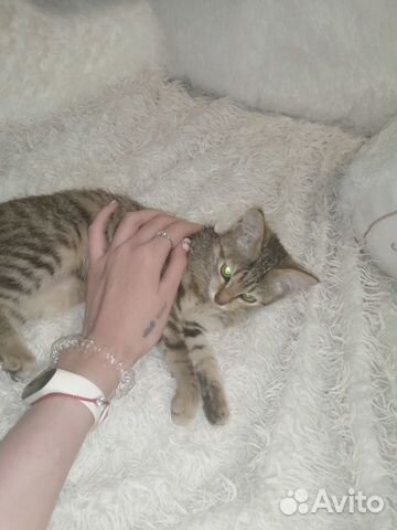 Египетская кошечка