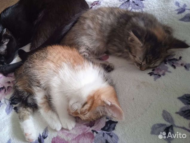 Бесплатно 2 котёнка девочки. 2месяца, к туалету пр