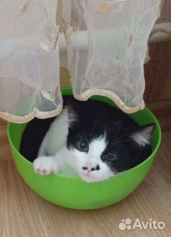 Котенок
