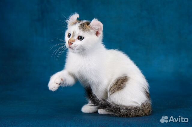 Короткошерстный Американский кёрл