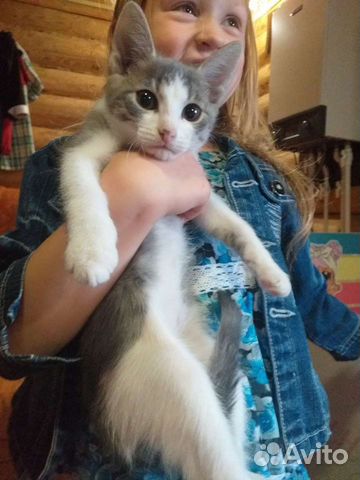 Котята