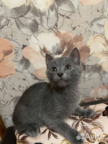 Котёнок мальчик