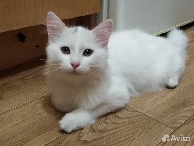 Котята (метисы ангоры) бесплатно