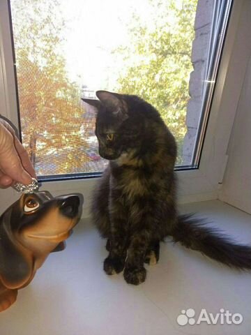 Котенок 2,5 месяца