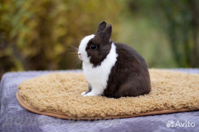 Голландский кролик минор, самец, 1000 гр., 8 мес