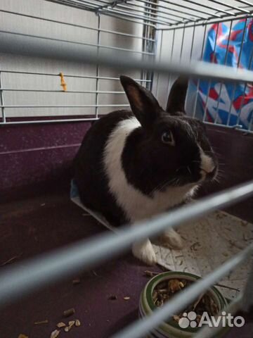 Кролик декоративный в любящую семью