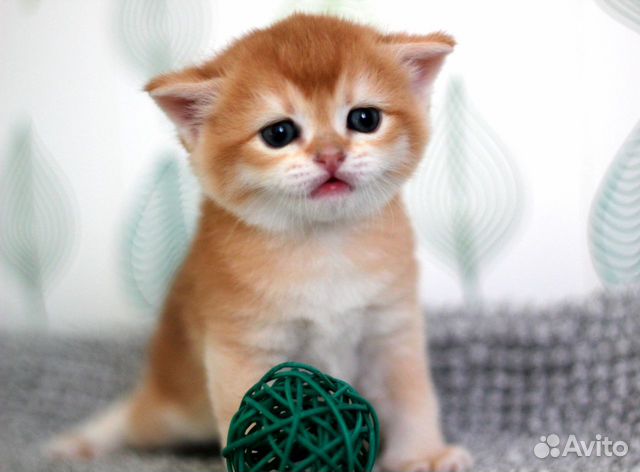 Круассан, мачо в эксклюзивном окрасе BRI ny12