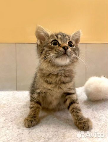 Котенок, девочка, 3 месяца