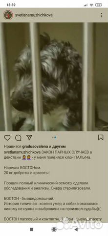 Бывшедомашний пёс выброшен на улицу ищет дом