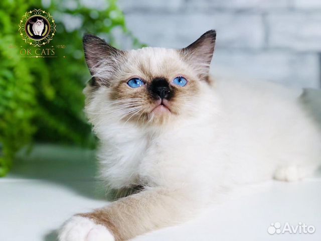 Крупный мальчик Рэгдолл от Чемпионов