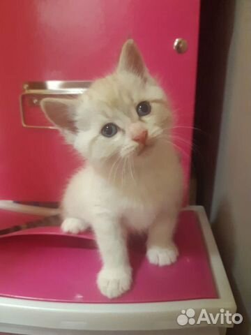 Котёнок-милаш