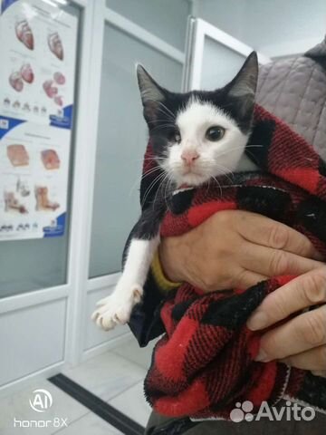 Особенный котёнок ищет маму