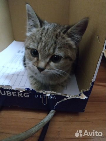 Кошечка в добрые руки