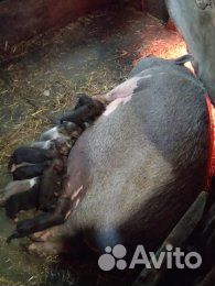 Продам Вьетнамских Поросят