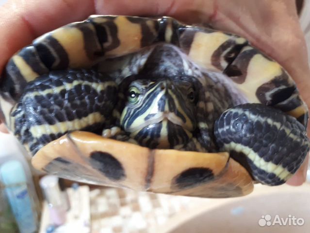 Отдам черепаху в хорошие руки