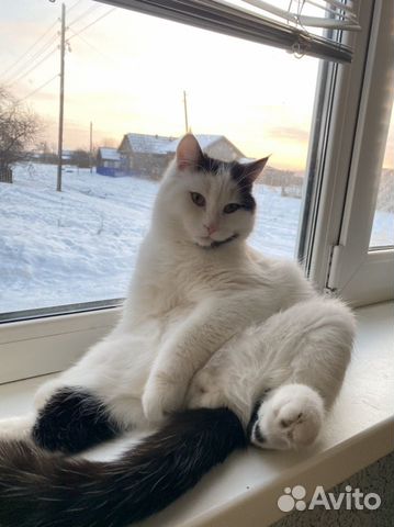 Отдам кота в добрые руки