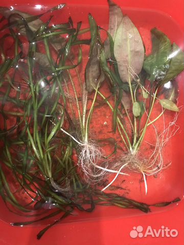 Криптокорина и валиснерия