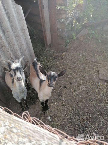 Козел альпийский